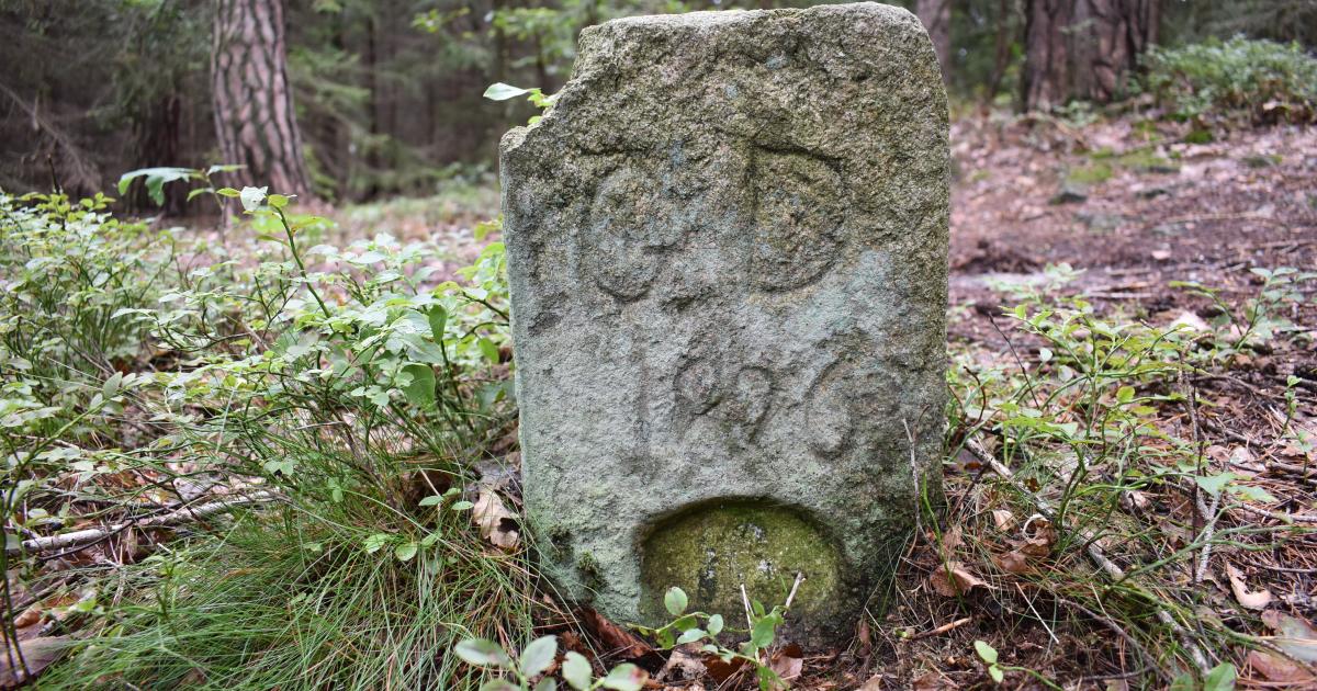 Nejděsivější místo? Fakta o lese Boru